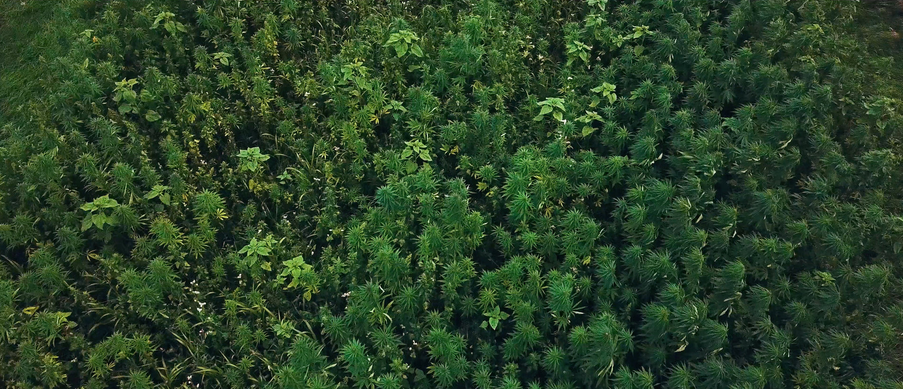 A Beginner's Guide to Sustainable Materials | Hemp Eyewear